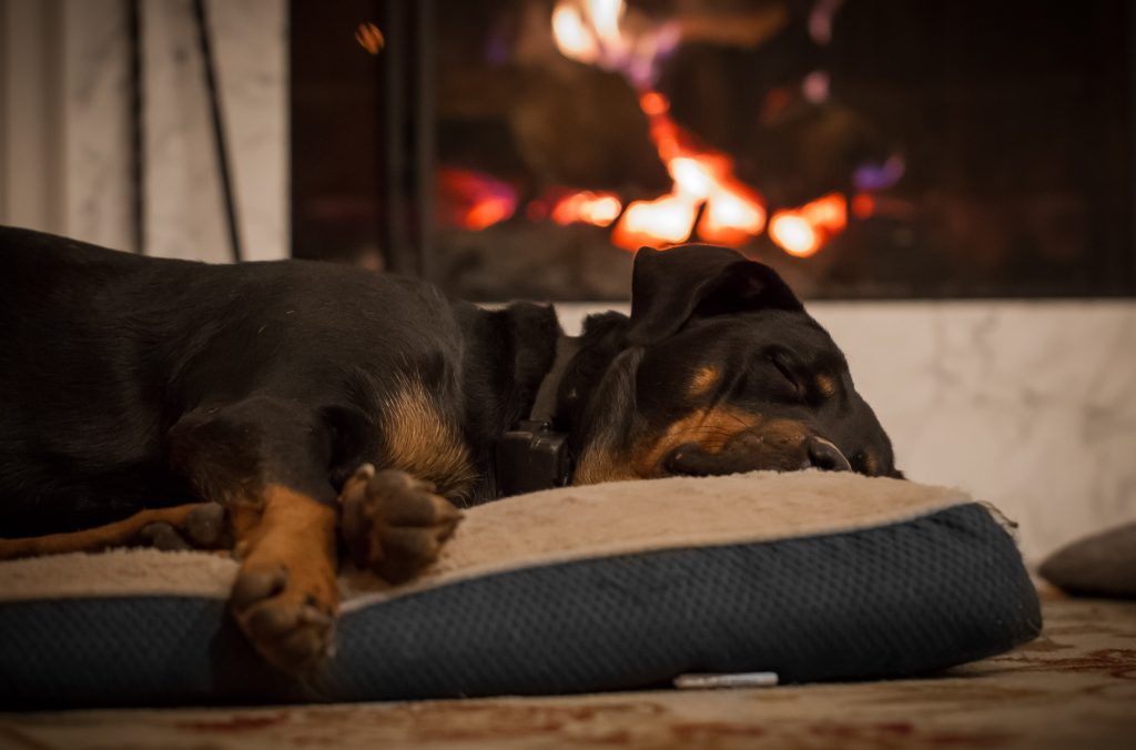 Best Electric Fireplaces to Enjoy with Your Pet and Why You ll Both ...