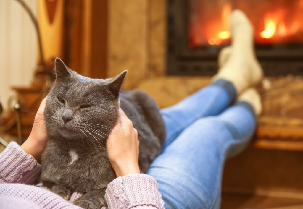 Best Electric Fireplaces to Enjoy with Your Pet and Why You ll Both ...